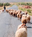 Discipleship: What Sheep Can Teach Us - Our Rabbi Jesus